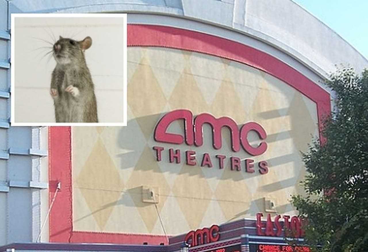 Rat Infestation Shuts Jersey City AMC Theater | Morris Daily Voice