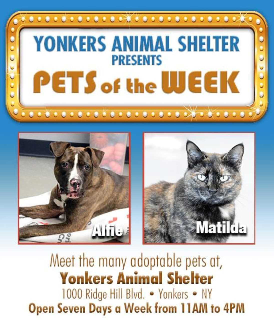 Dog, Cat Among Adoptable Pets At Yonkers Animal Shelter | Yonkers Daily ...