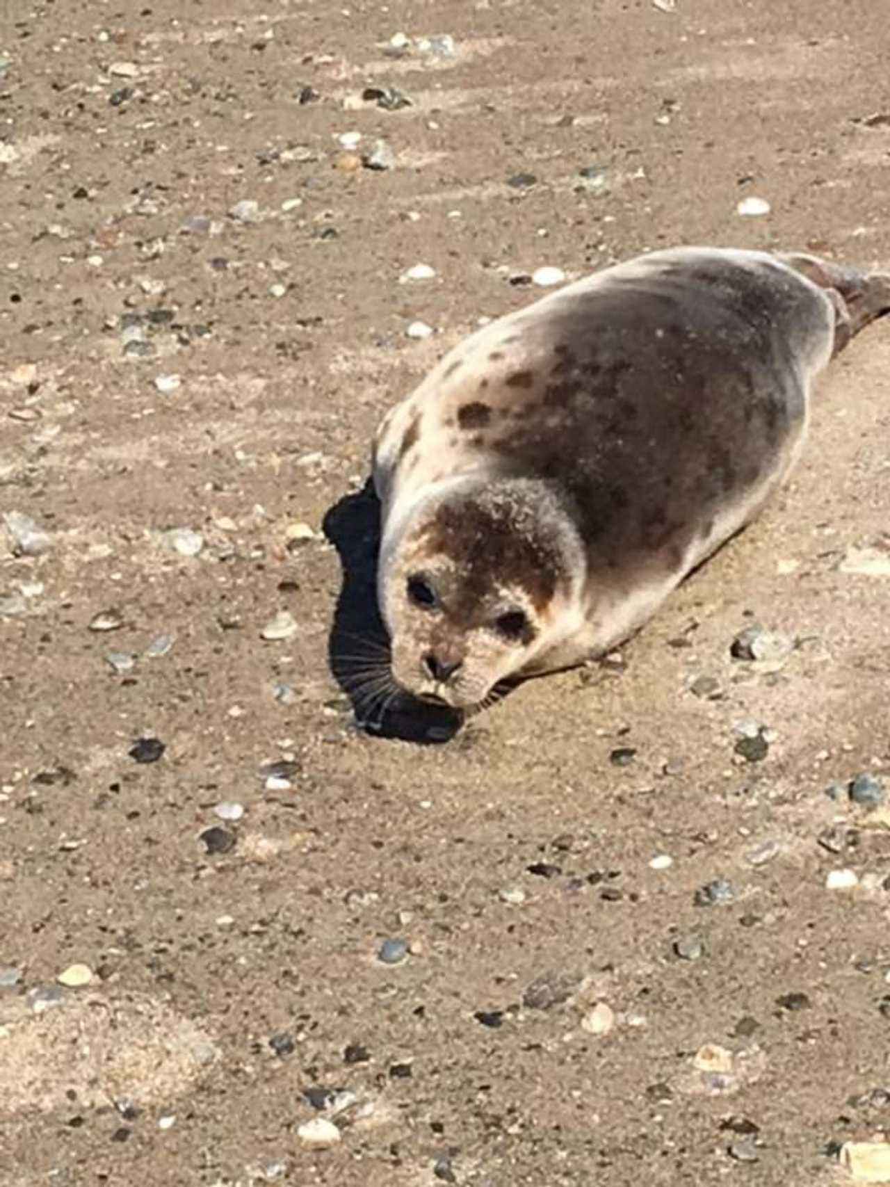 Rare Seal Sighting: Young Calf Spotted On Beach In Fairfield ...