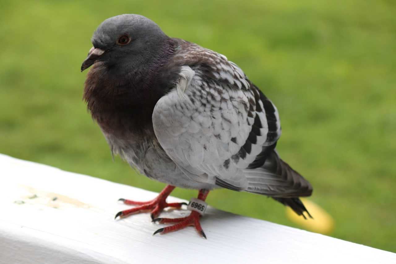 Bird's The Word: Rare Banded Pigeon Spotted In South Salem | North ...