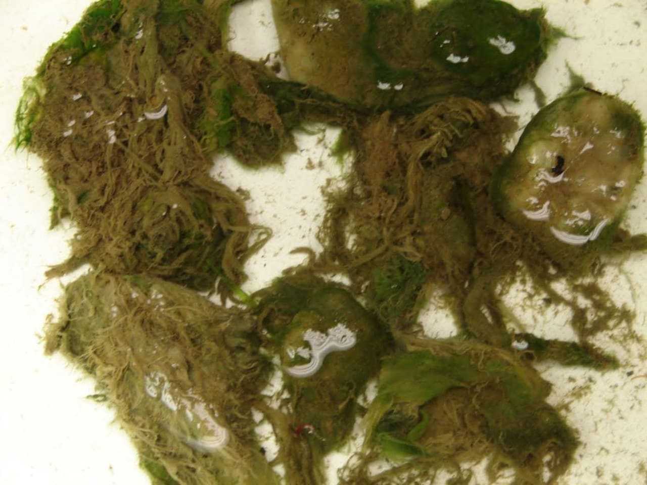 Dangerous Algae Mats Spotted In Montgomery County Waters: Department Of ...