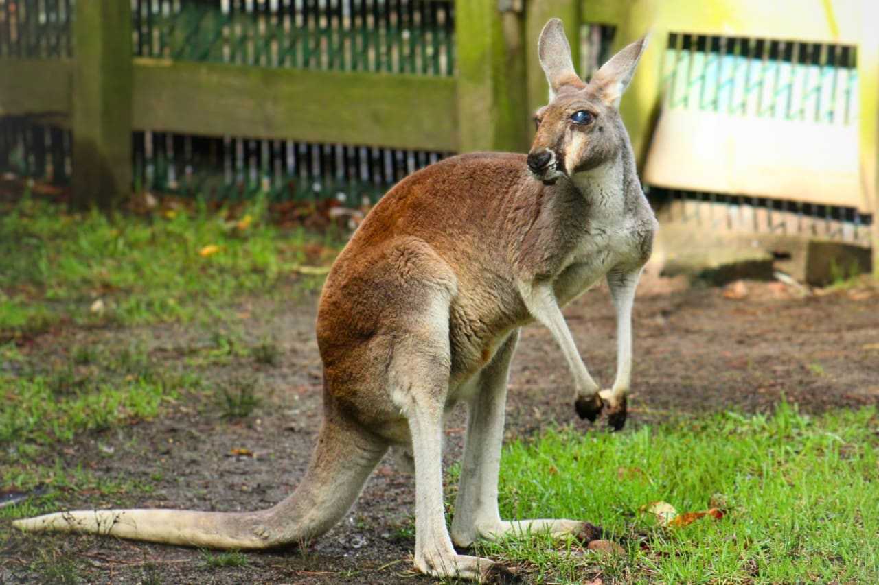 Blind 'One-Of-a-kind' Kangaroo At Popcorn Park Animal Refuge Dies ...