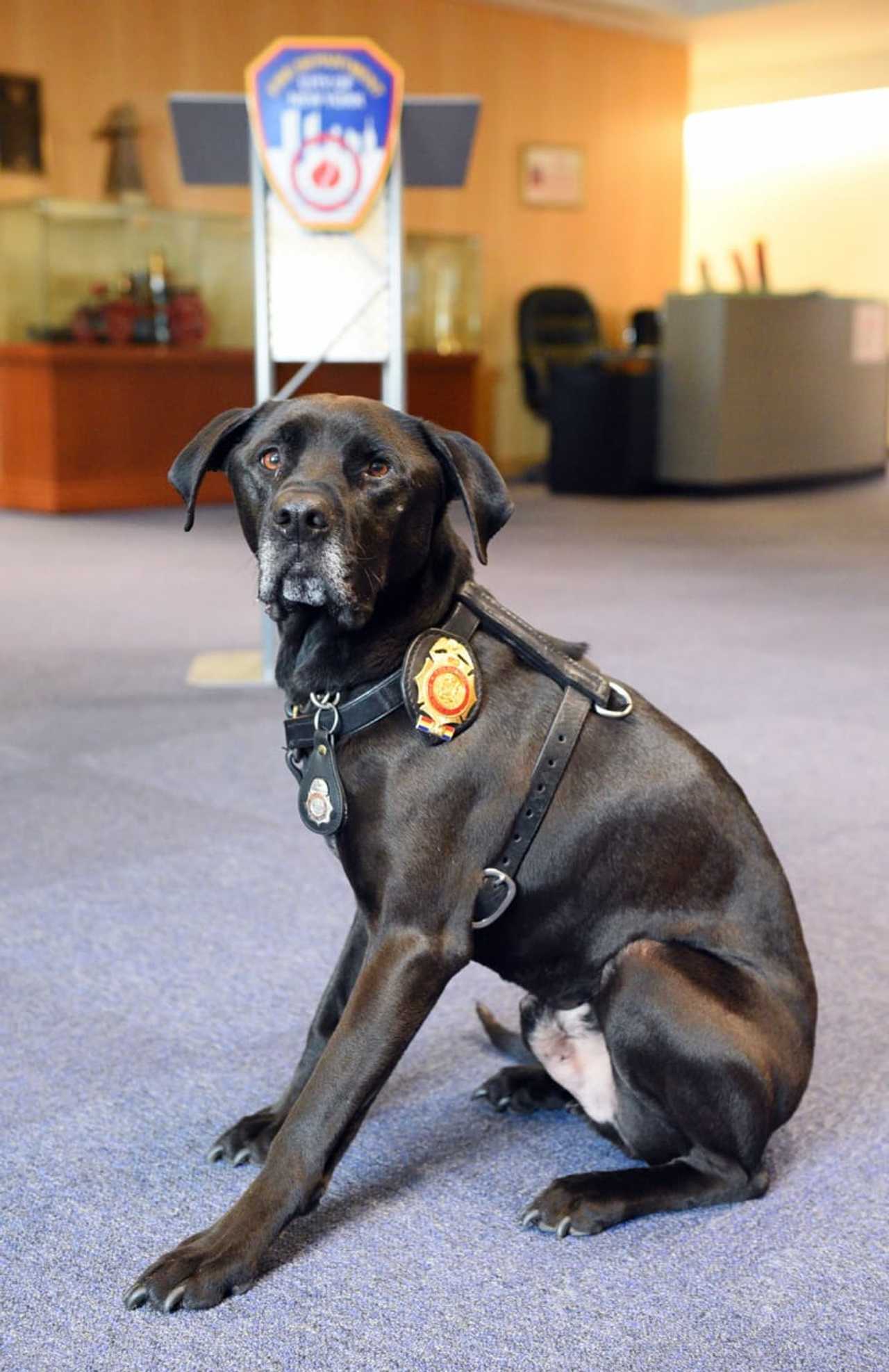 Fdny K9 Named For Fire Marshal From Westchester Who Died On 9/11 Named ...
