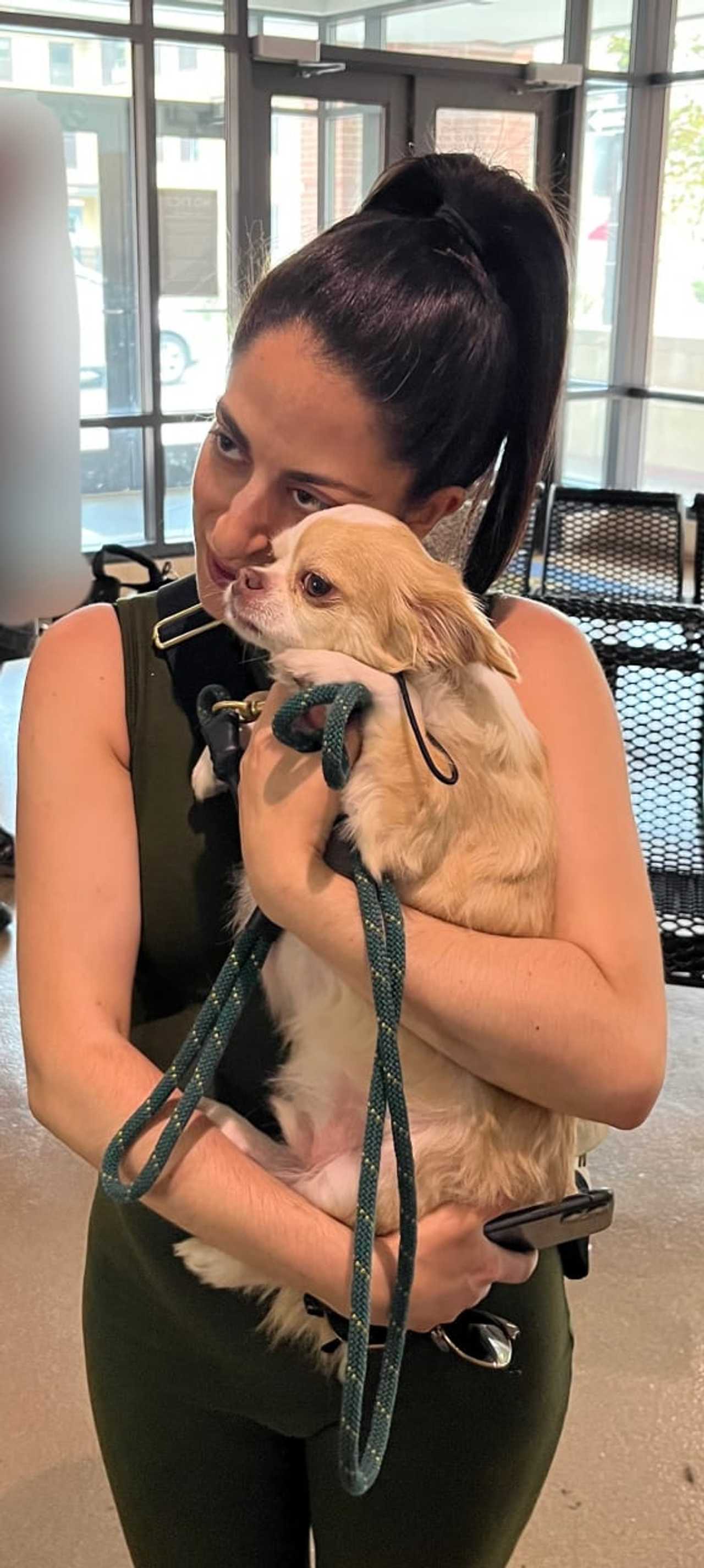 Suspected Dog Thief Tried To Claim Reward For Stolen Boston Pup, Ends ...