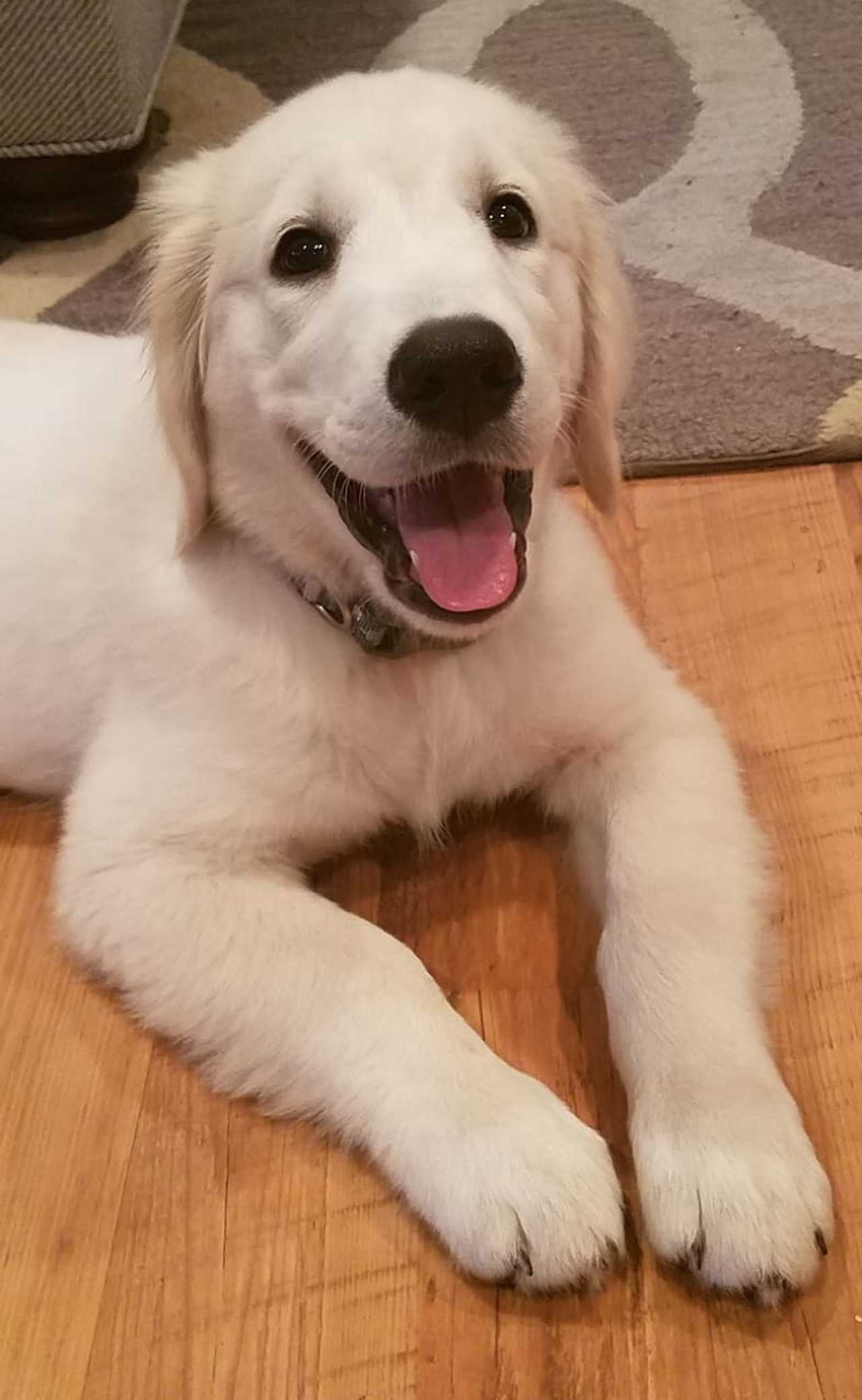 Murphy: Dog Grooming OK But Not People, Unless 'Romantic Partner' Or ...