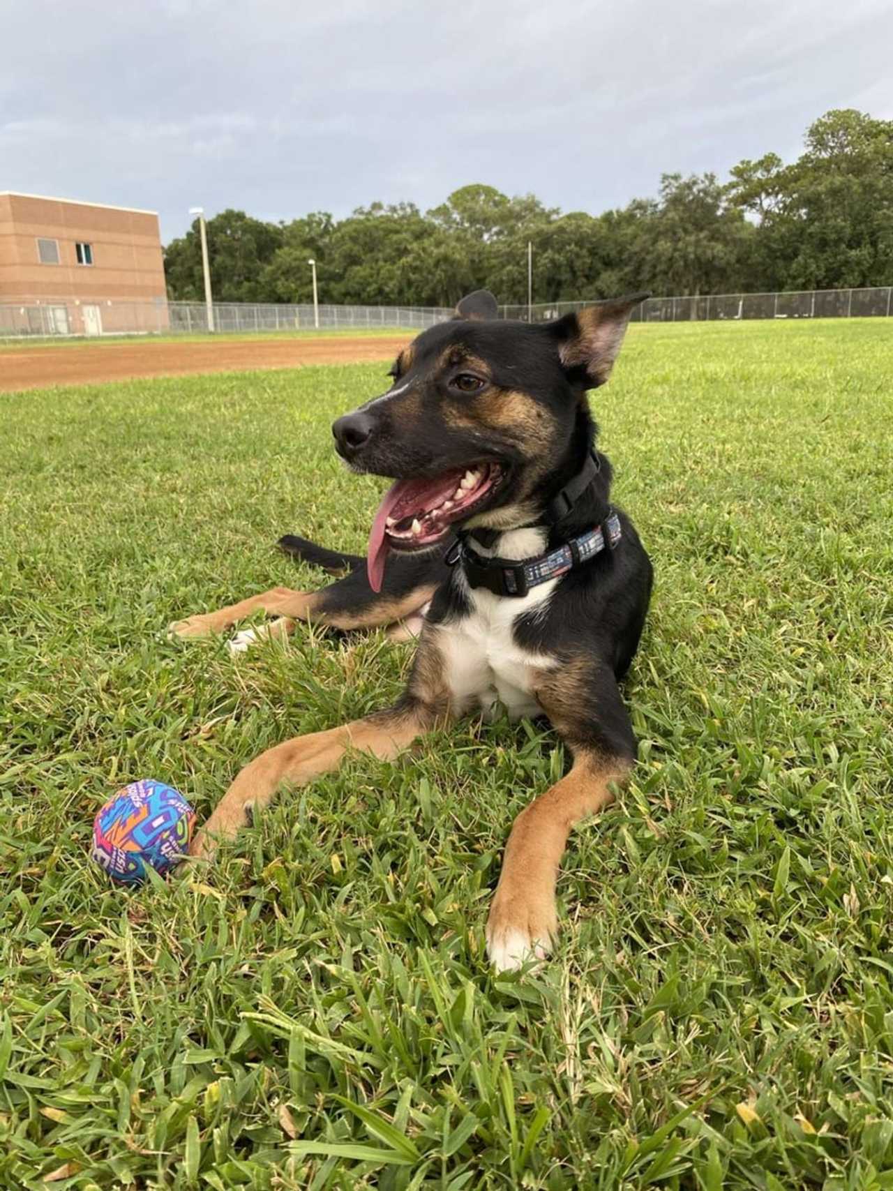 Family Dog Fatally Shot In Baltimore County, Suspect At Large, Police ...