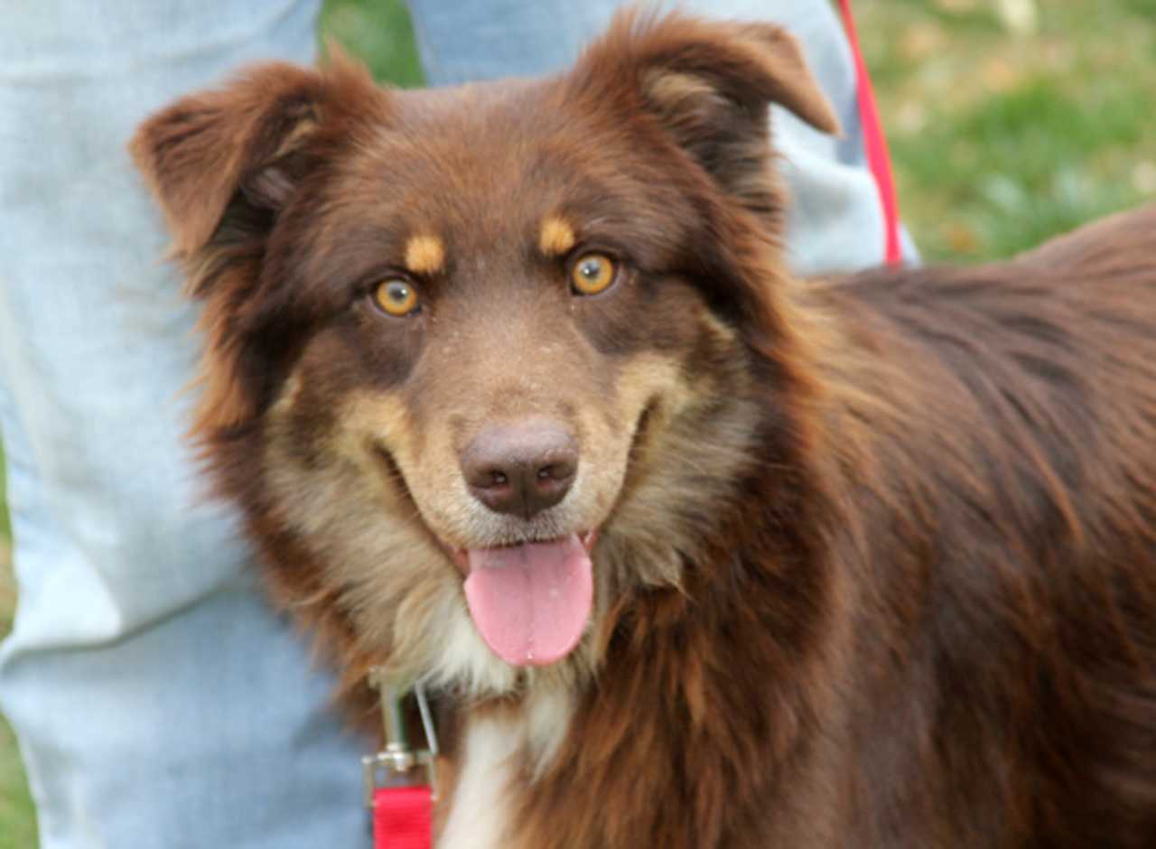 Harrison's Pet Rescue Has More Dogs, Cats, Puppies Ready For Adoption ...