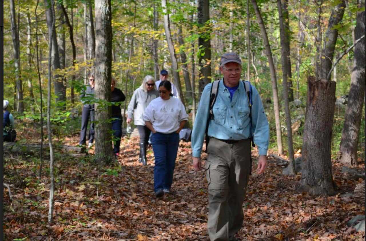 Tree Conservancy Of Darien Touts Health Benefits Of Forest-Bathing ...