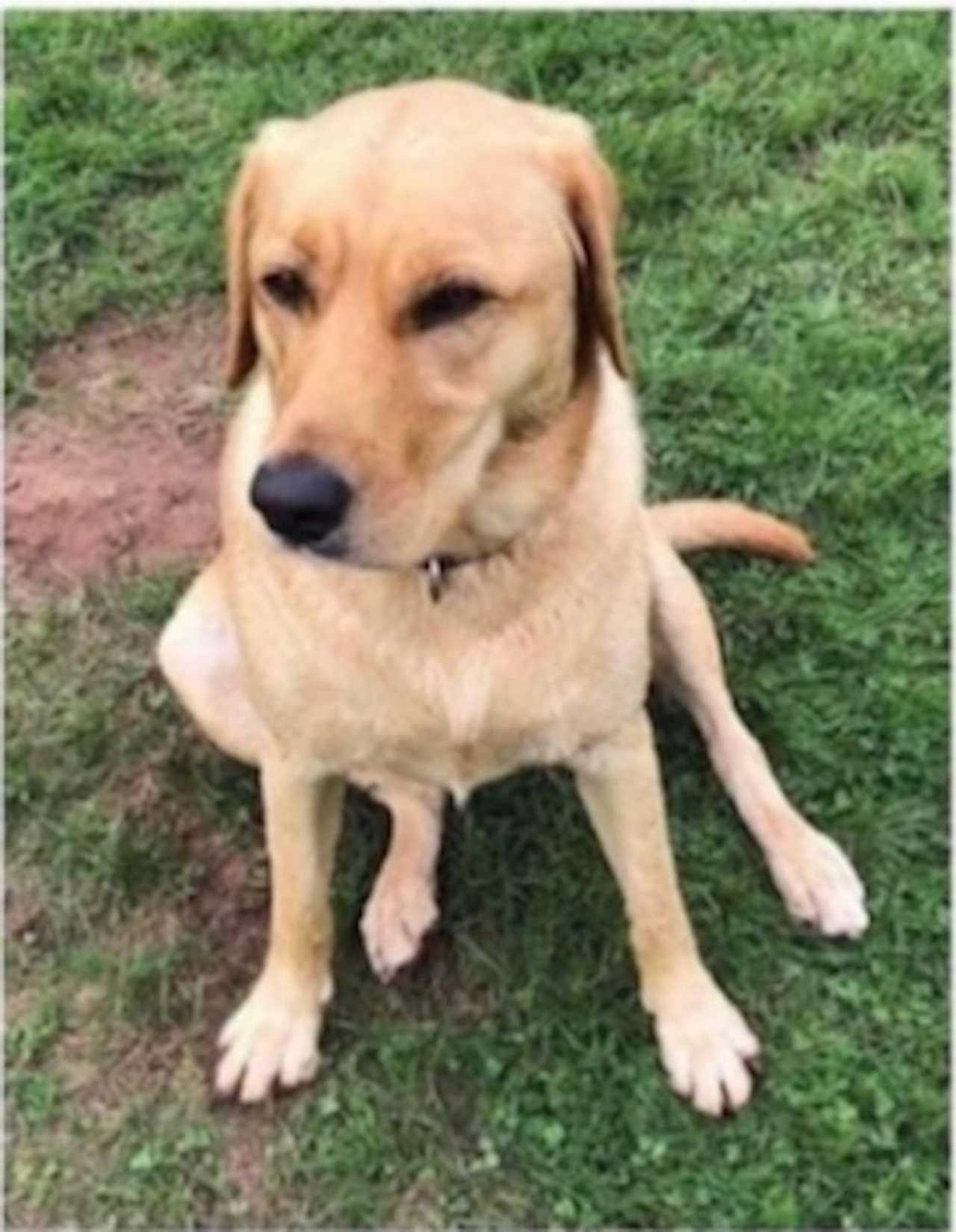Seen Her? This Missing Yellow Lab Last Seen In Northern Westchester ...