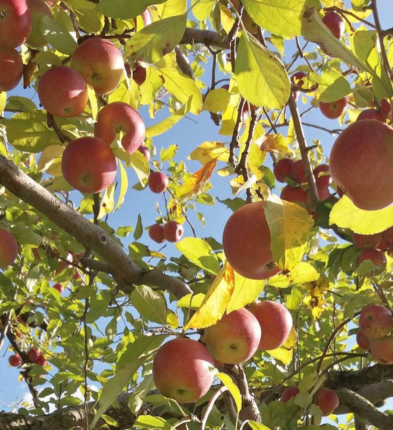 Virginia Apple Orchard Named Among Best In America | Fairfax Daily Voice