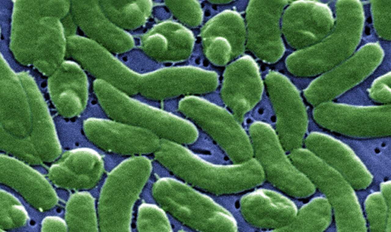 Flesh-Eating Bacteria Infections Pose Growing Threat Nationwide, CDC ...