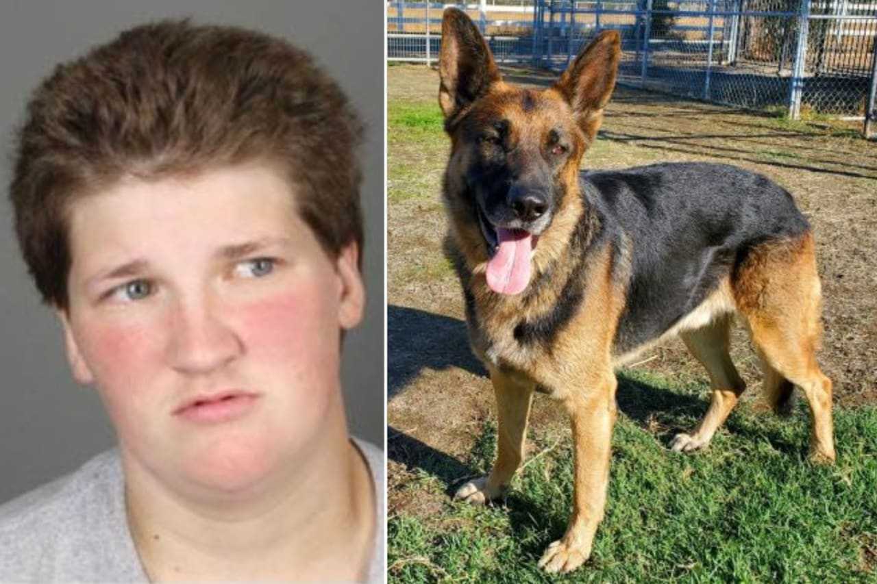 Woman Killed German Shepherd In Albany For 'No Justifiable' Reason, DA ...