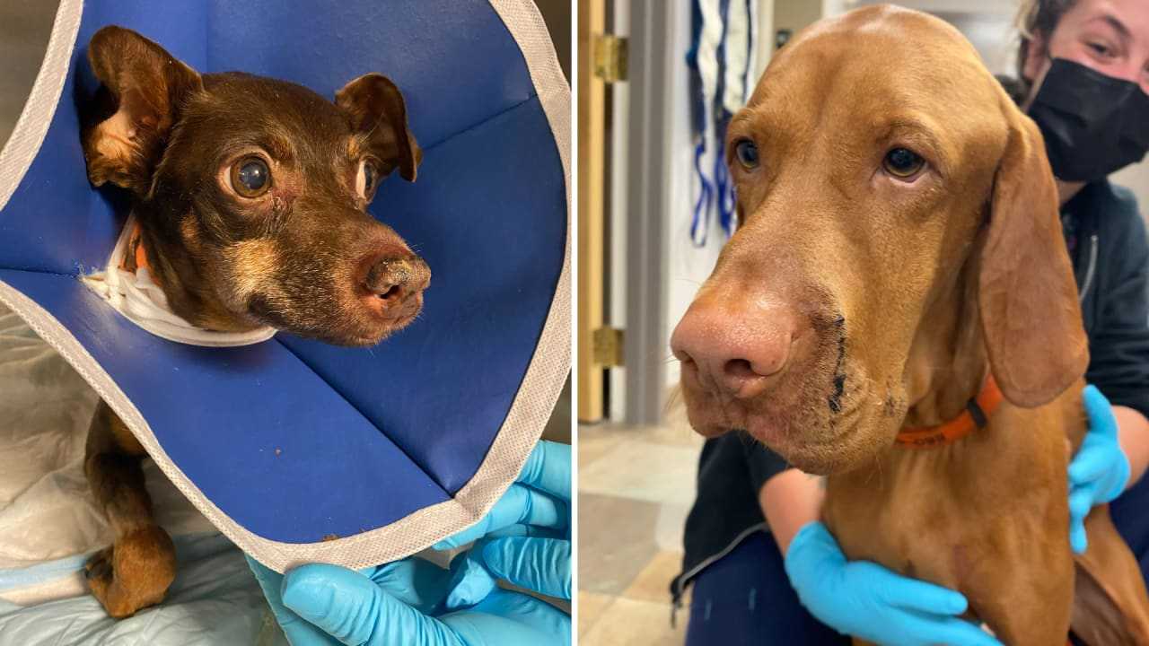 Dogs Bitten In Face By Rattlesnake In Yard Of Glastonbury Home ...