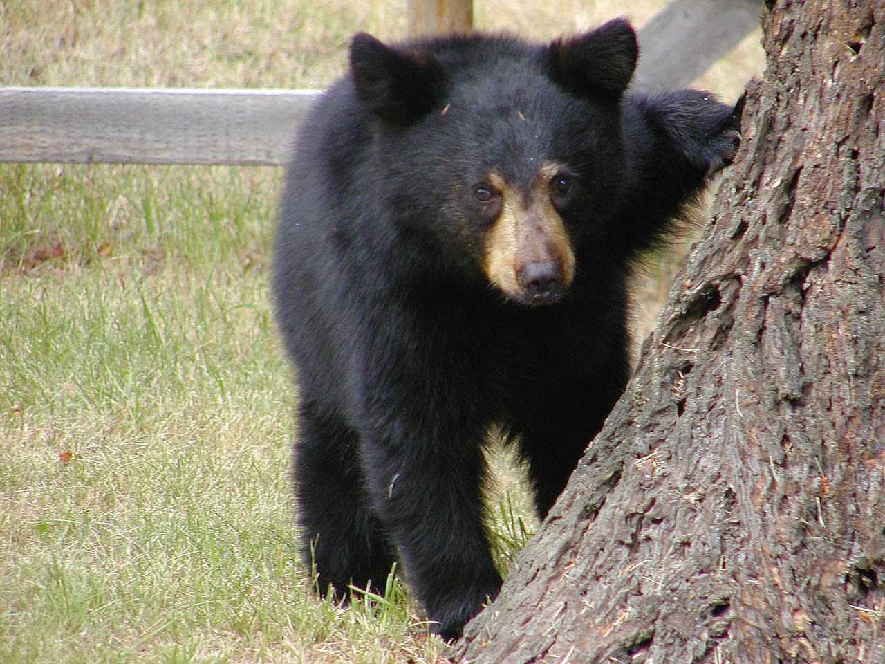 Rabid Bears: Sick Cub Found In Lewisboro, May Be More, Officials Say ...