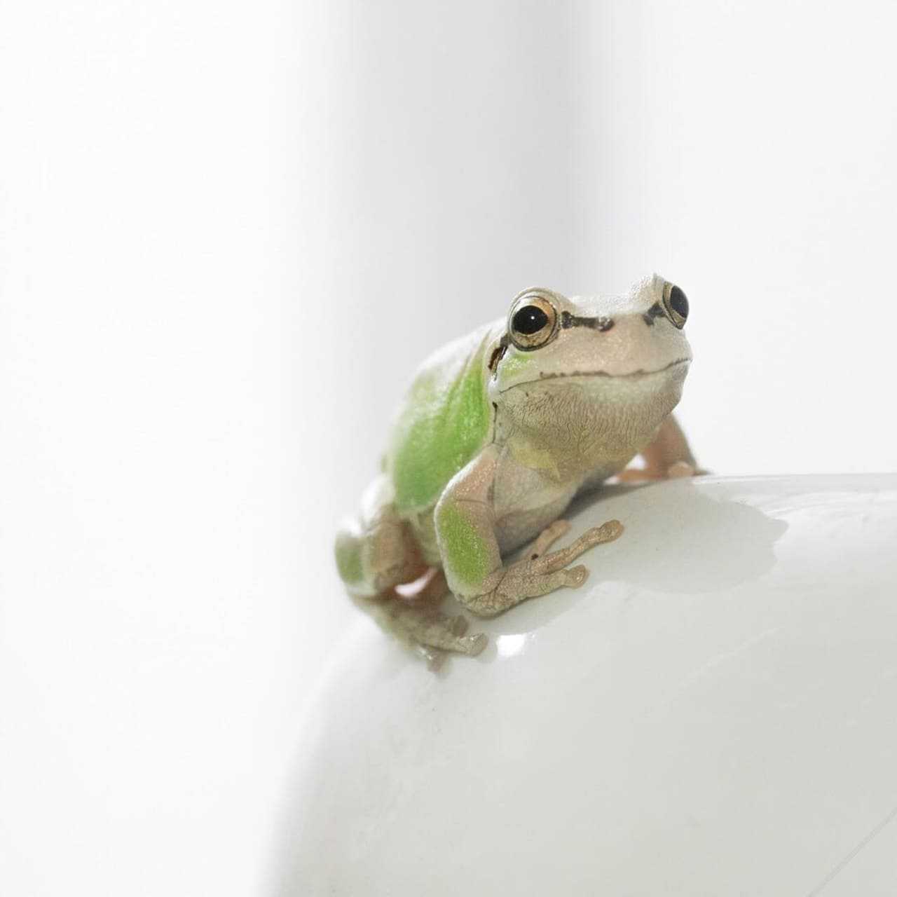 Count Frogs As 'Citizen Scientists' For Beardsley Zoo, Maritime ...
