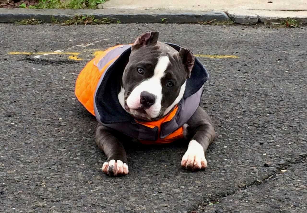 First ResPAWnders: American Bully From Lyndhurst Follows Sign Language ...
