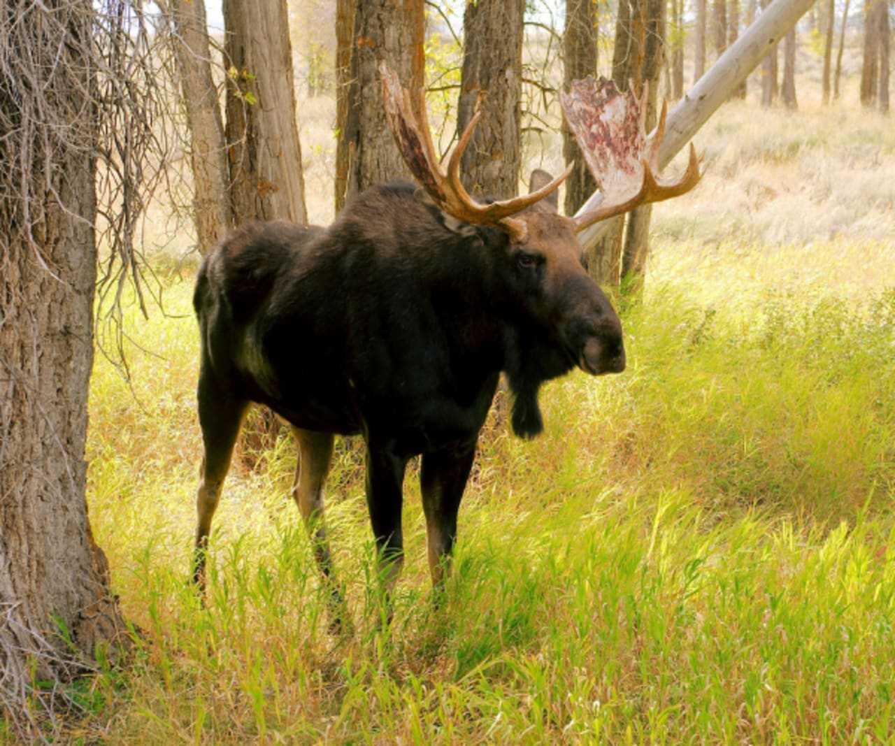 Moose Spotted In Danbury | Danbury Daily Voice