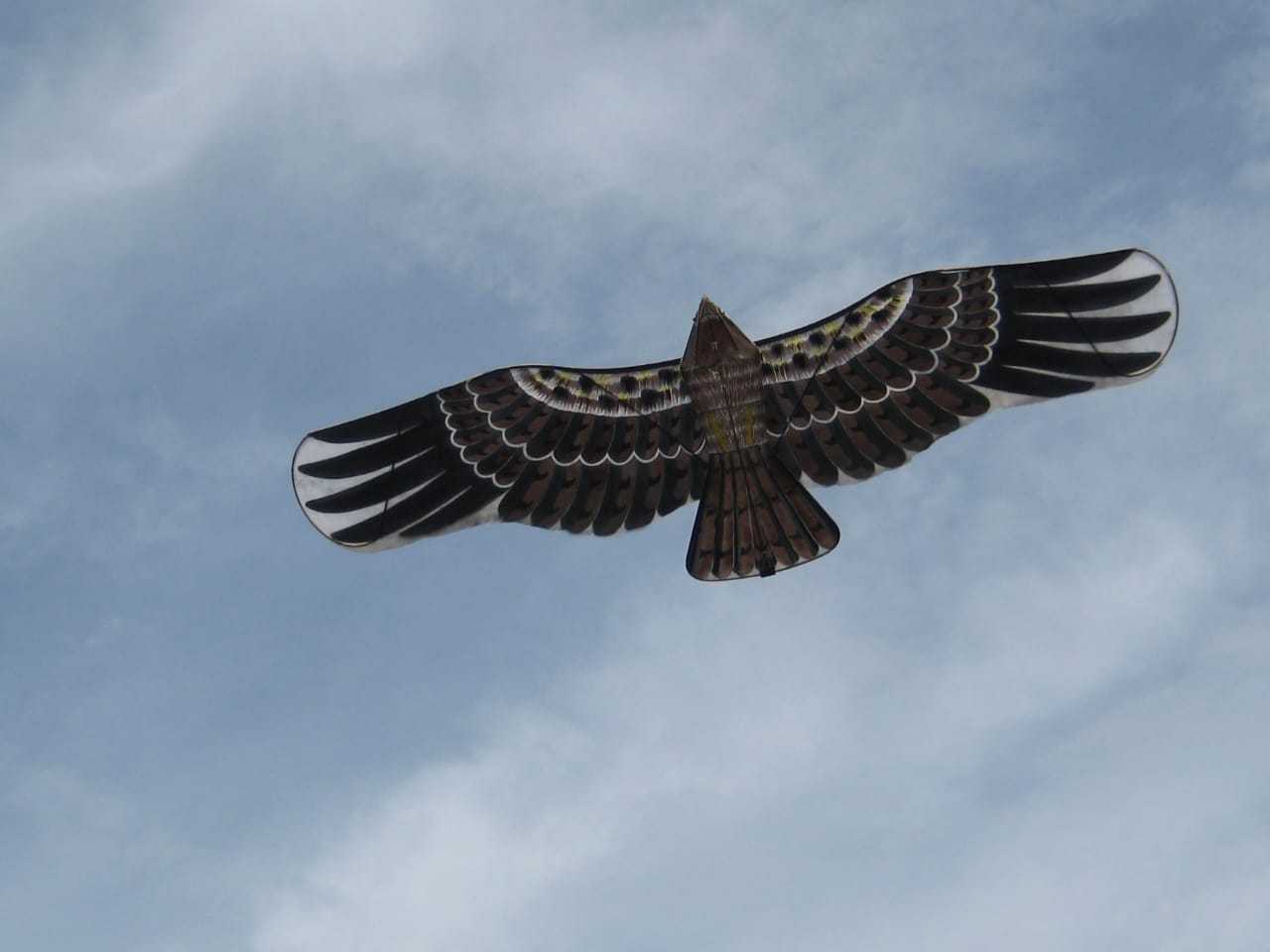 Drones Over Westchester? Bird Strikes At County Airport Targeted ... Drones Over Westchester? Bird Strikes At County Airport Targeted ...