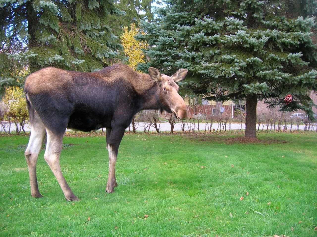 Rare Sighting: Moose Spotted In Area | Fairfield Daily Voice Rare Sighting: Moose Spotted In Area | Fairfield Daily Voice